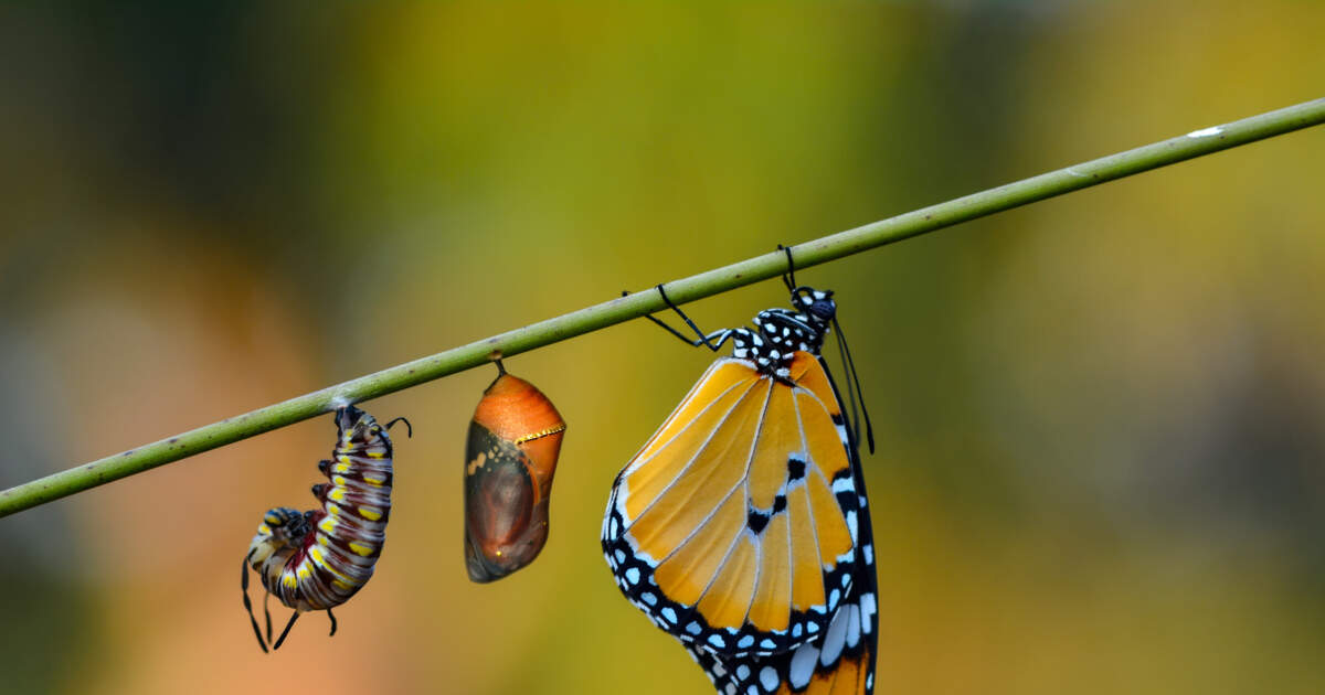 Transcendental Transformation: Part 2